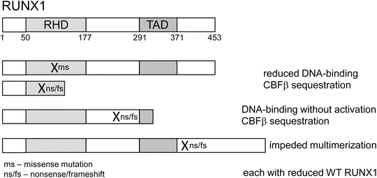 RUNX1 and CBFβ Mutations and Activities of Their Wild-Type Alleles in AML | SpringerLink