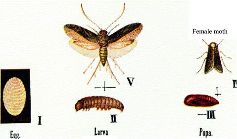 Lac Culture | SpringerLink