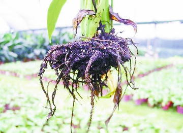 Burrowing Nematode Radopholus similis (Cobb) | SpringerLink