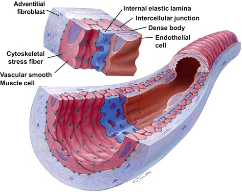 Architecture of the Blood Vessels | SpringerLink