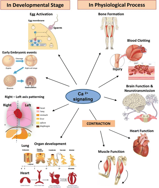 Calcium Ion in Biological Systems | SpringerLink
