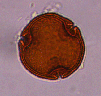The Structure of Pollen | SpringerLink