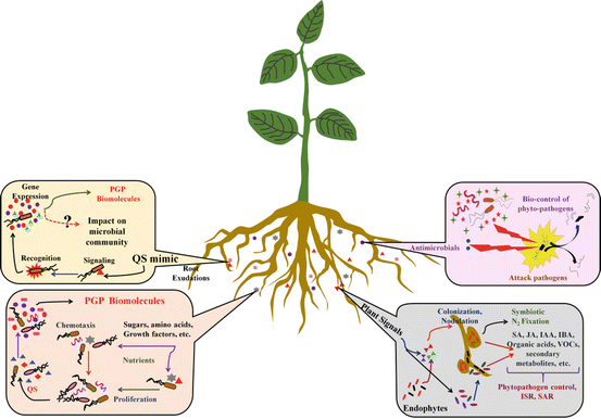 Rhizosphere Signaling Cascades: Fundamentals and Determinants ...