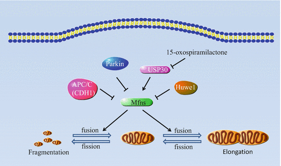 Beyond Deubiquitylation: USP30-Mediated Regulation of Mitochondrial ...