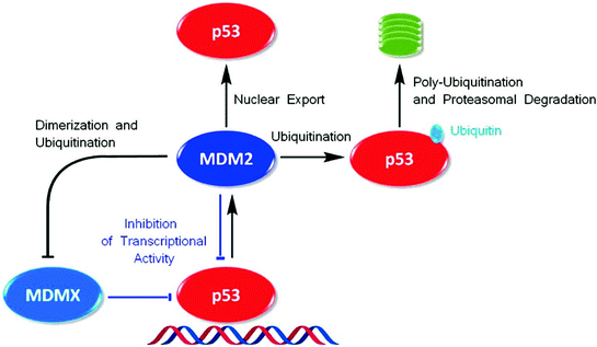 The Development of New Spirooxindoles Targeting the p53–MDM2 Protein-Protein Interactions for ...