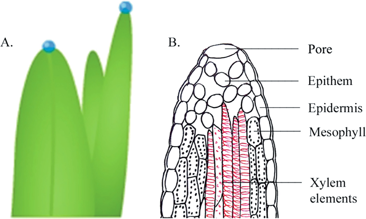 Plant Water Relations | SpringerLink