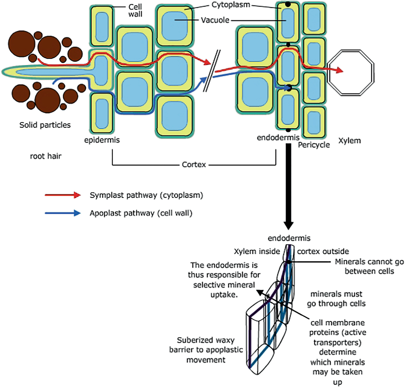 Plant Water Relations | SpringerLink