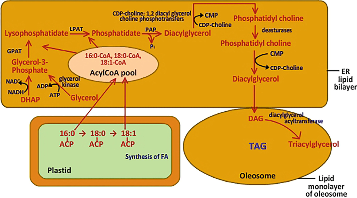 Lipid Metabolism | SpringerLink