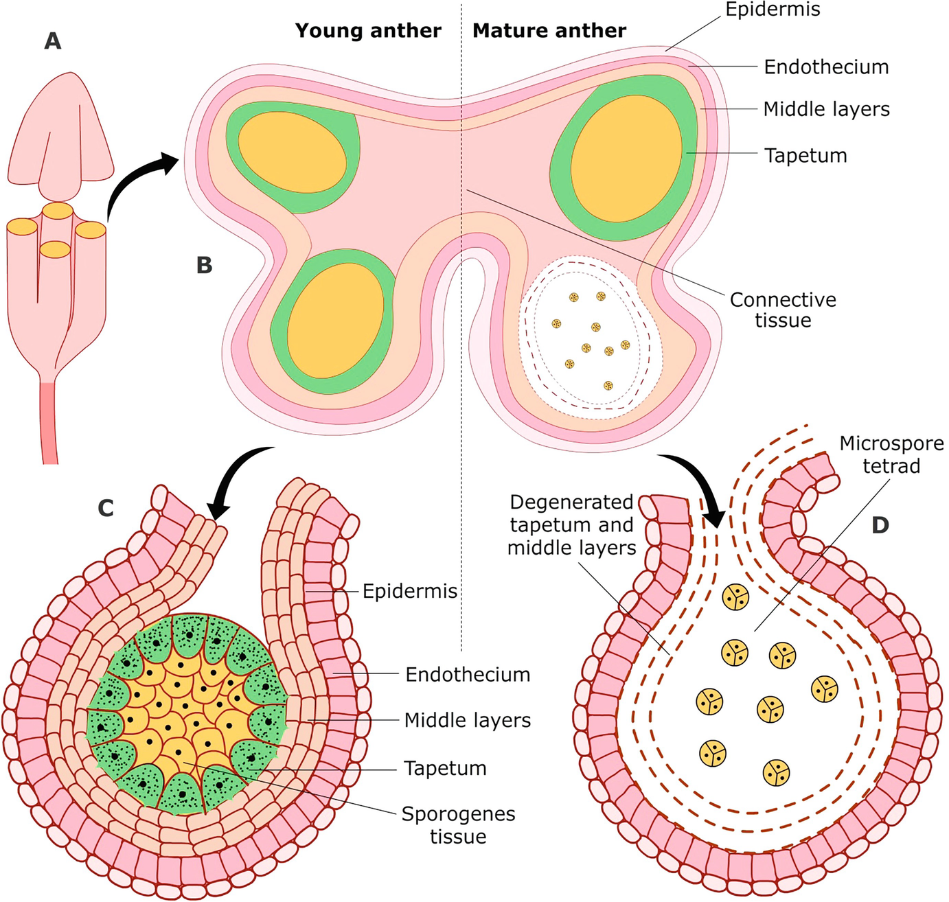 Pollination, Fertilization and Seed Development | SpringerLink