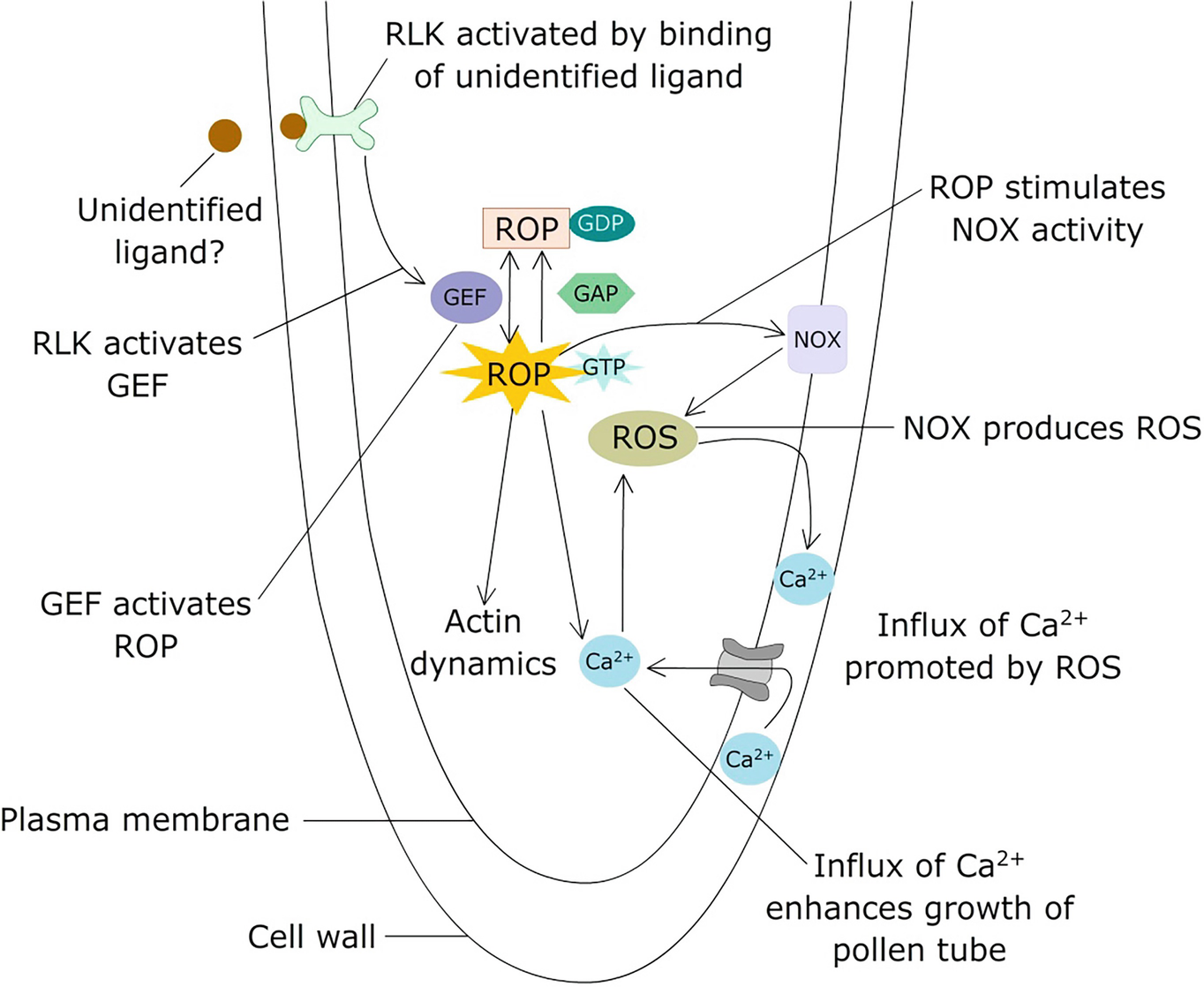 Pollination, Fertilization and Seed Development | SpringerLink