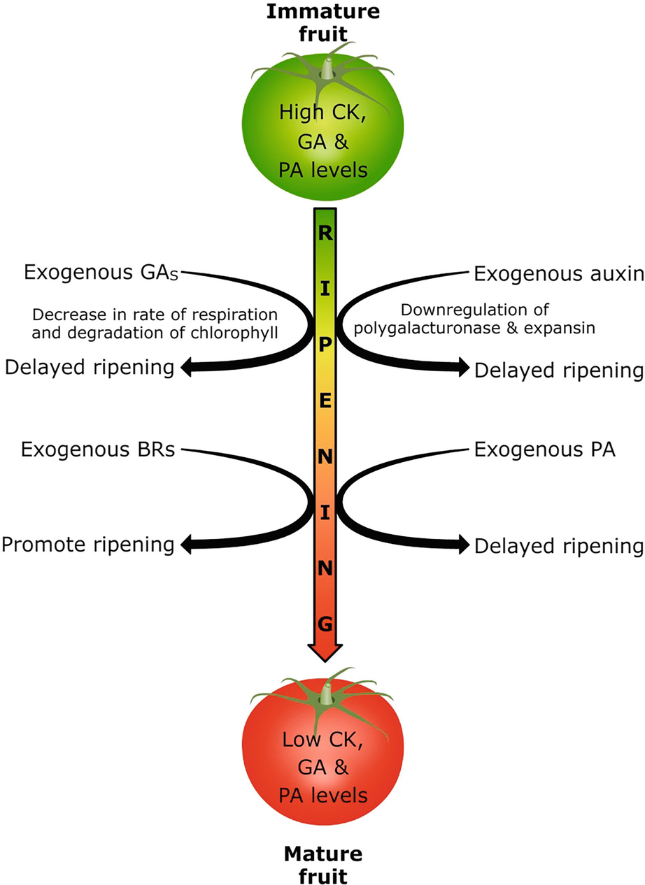 Fruit Development and Ripening | SpringerLink