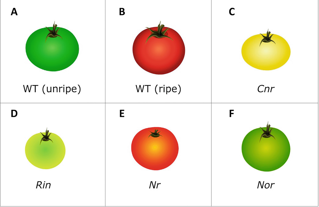 Fruit Development and Ripening | SpringerLink