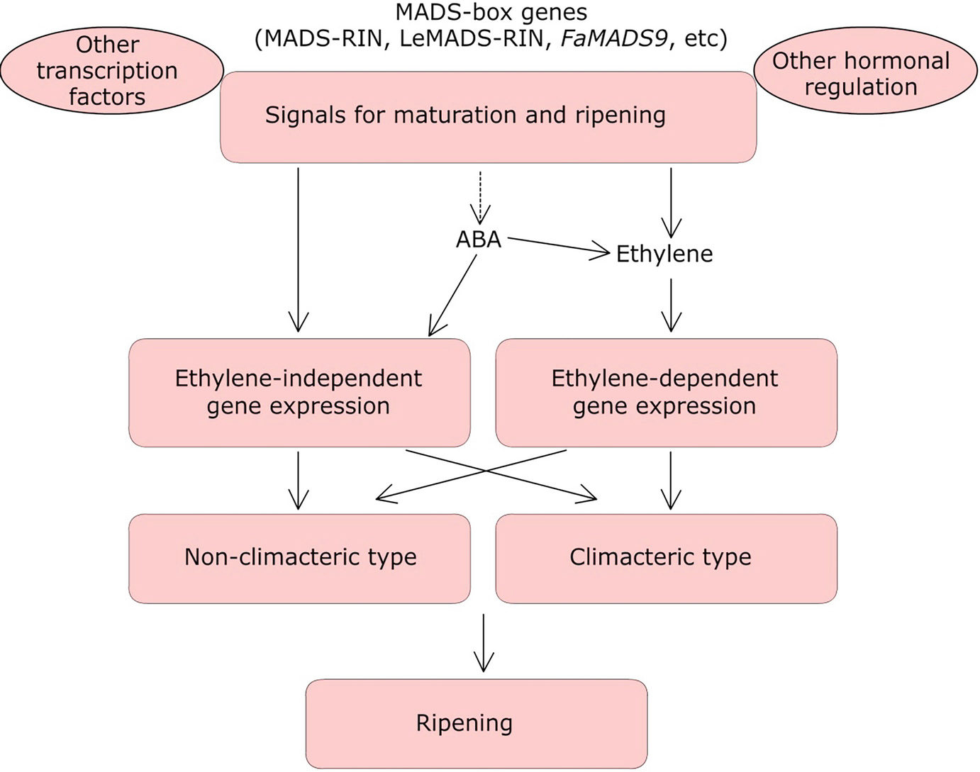 Fruit Development and Ripening | SpringerLink