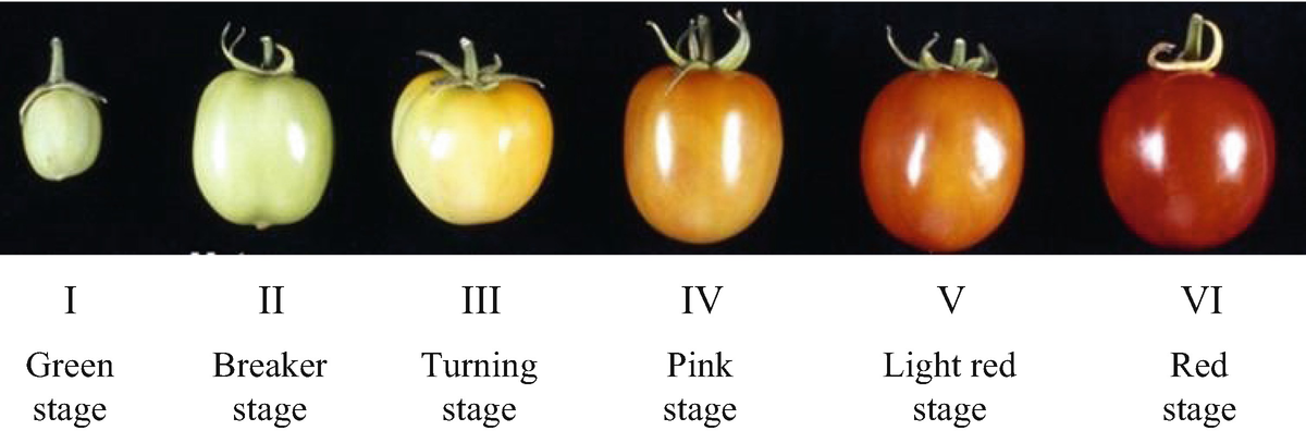 Fruit Development and Ripening | SpringerLink