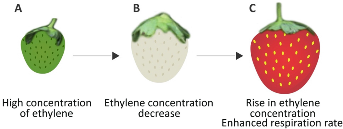 Fruit Development and Ripening | SpringerLink
