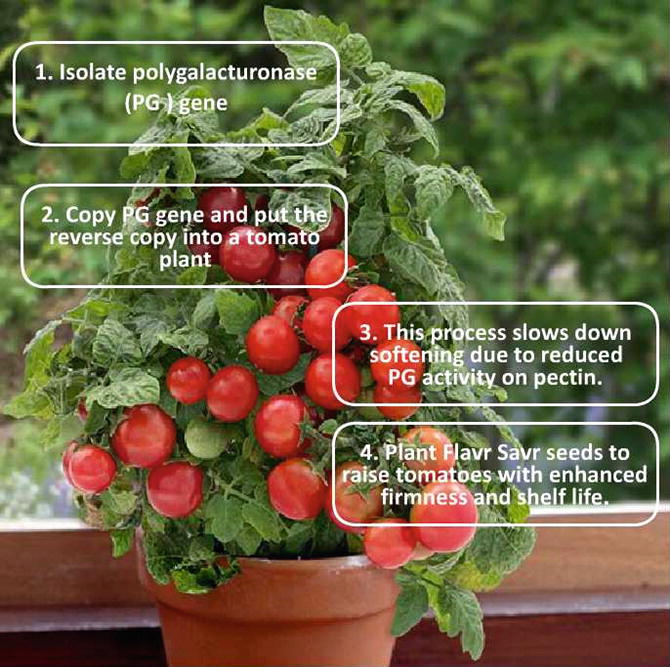Fruit Development and Ripening | SpringerLink