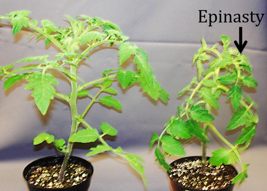 Plant Movements | SpringerLink