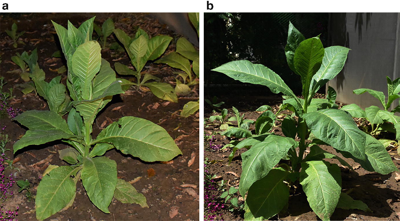 Plant Movements | SpringerLink