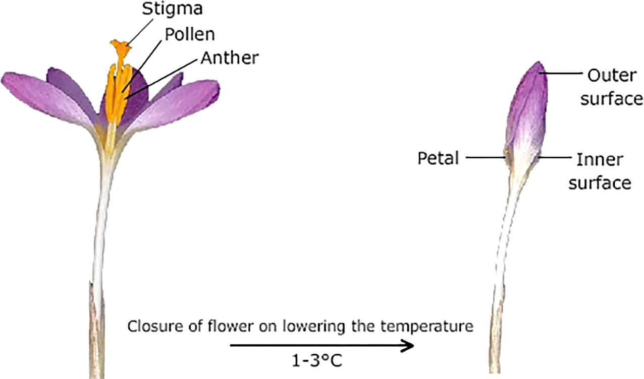 Plant Movements | SpringerLink