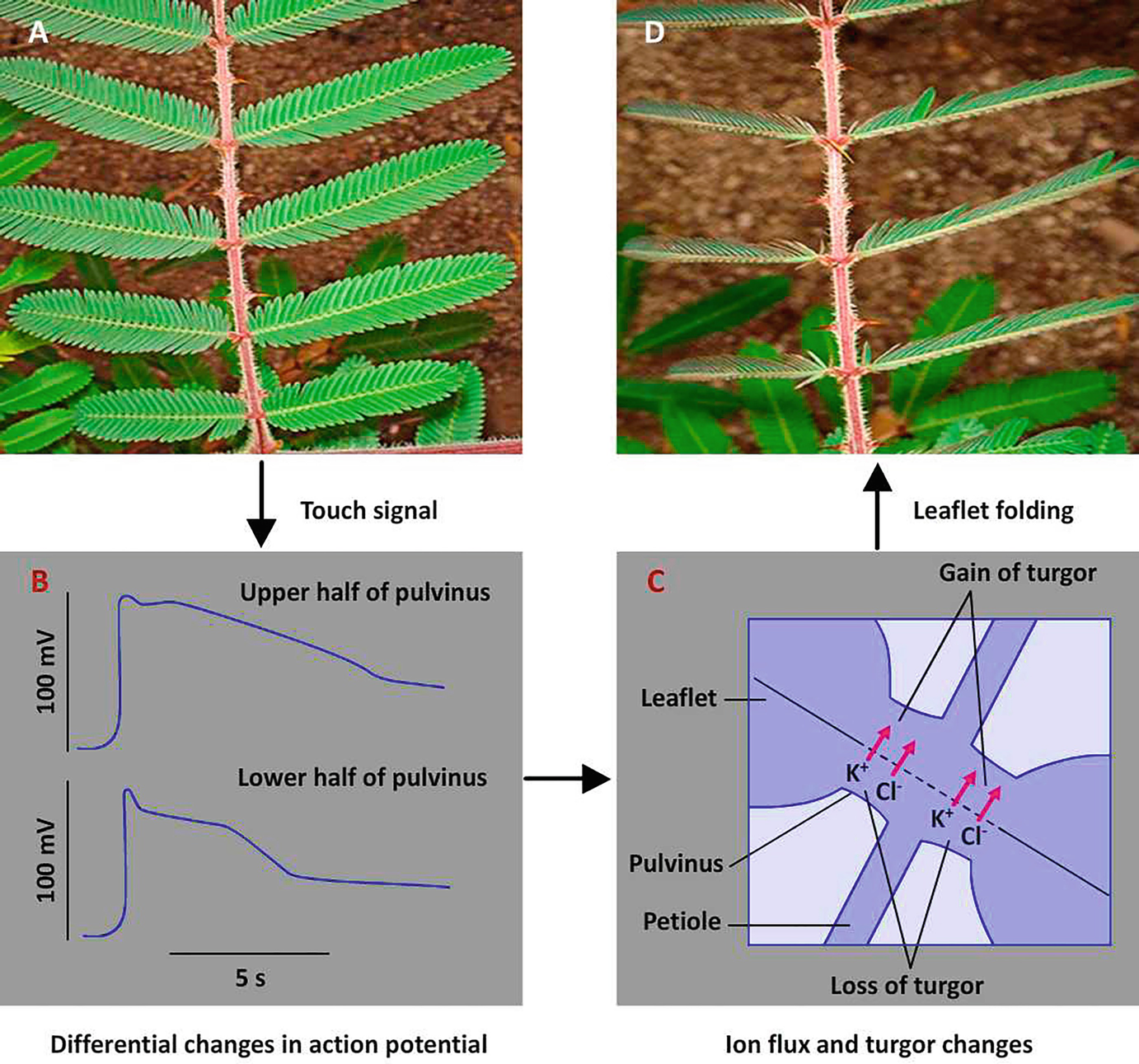 Plant Movements | SpringerLink