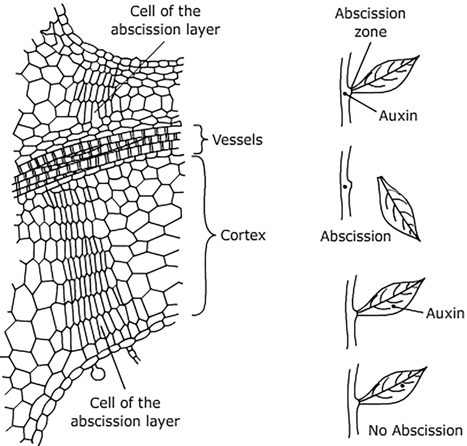 Senescence and Programmed Cell Death | SpringerLink