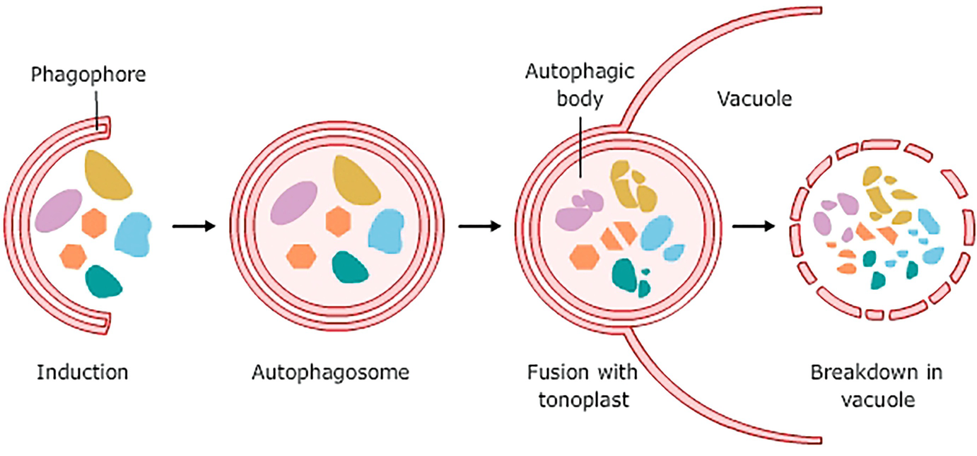 Senescence and Programmed Cell Death | SpringerLink