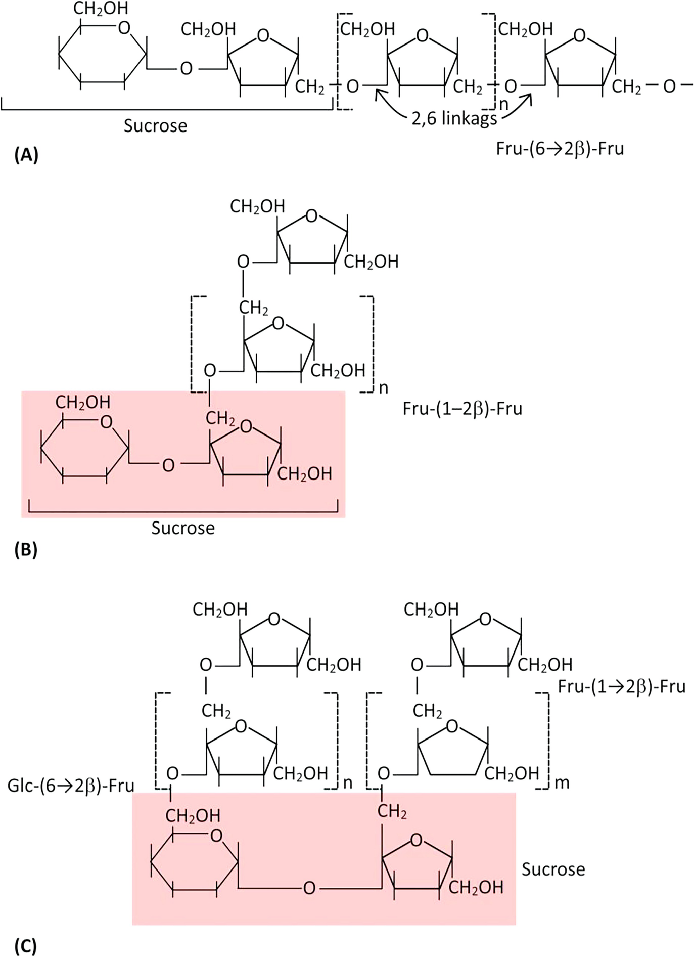 Metabolism of Storage Carbohydrates | SpringerLink