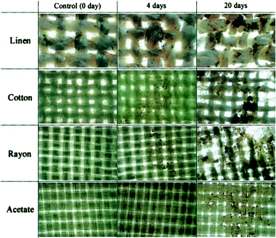 Biodegradation Studies of Textiles and Clothing Products | SpringerLink