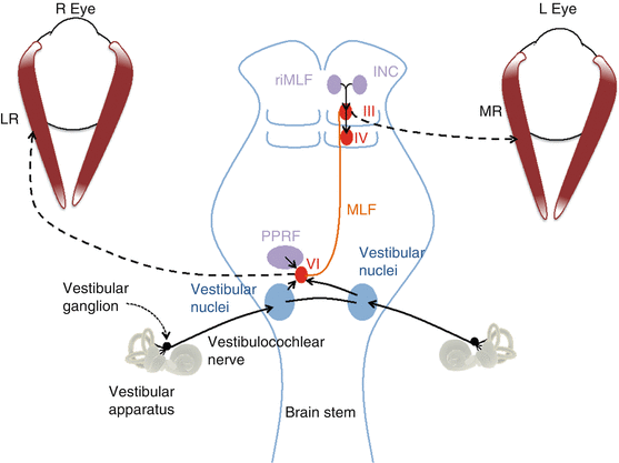 Neural Control of Eye Movements | SpringerLink