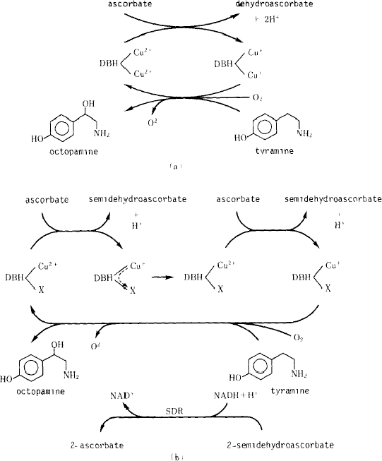 Dopamine β-Hydroxylase | SpringerLink