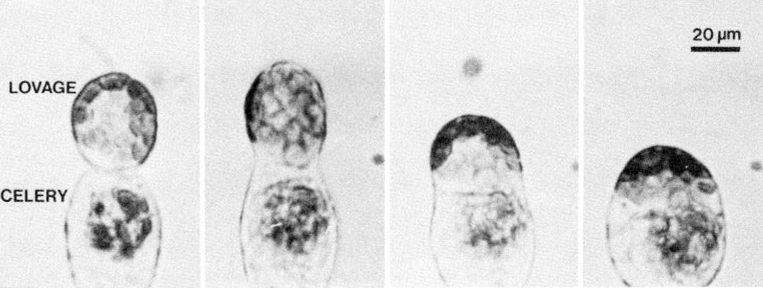 Electrofusion of Plant Cells | SpringerLink