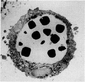 Baculovirus Expression Vectors | SpringerLink