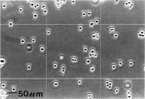 Insect Cell- Culture Techniques in Serum- Containing Medium | SpringerLink