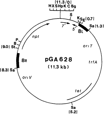 Binary Ti Plasmid Vectors | SpringerLink