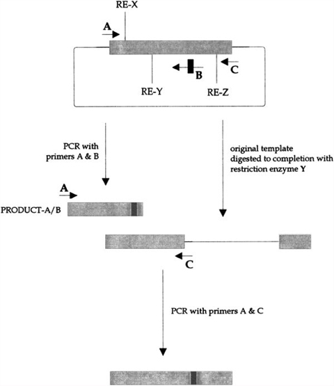 Site-Directed Mutagenesis Using Overlap Extension PCR | SpringerLink