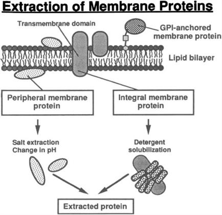 Extraction of Membrane Proteins | SpringerLink