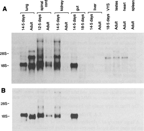 Northern Blot Analysis | SpringerLink
