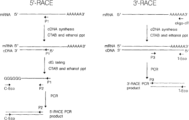 Rapid Amplification of cDNA Ends | SpringerLink
