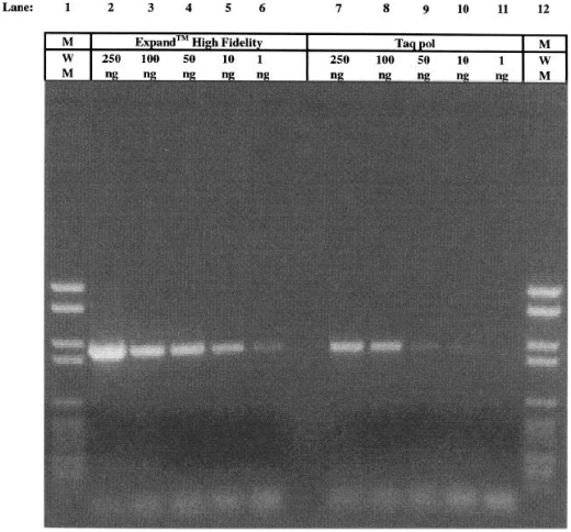 Amplification of Genomic DNA by PCR | SpringerLink