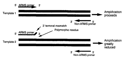 The Amplification Refractory Mutation System | SpringerLink