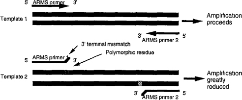 The Amplification Refractory Mutation System | SpringerLink