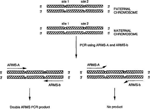 The Amplification Refractory Mutation System | SpringerLink