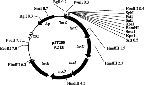 Photorhabdus luminescens luxCDABE Promoter Probe Vectors | SpringerLink