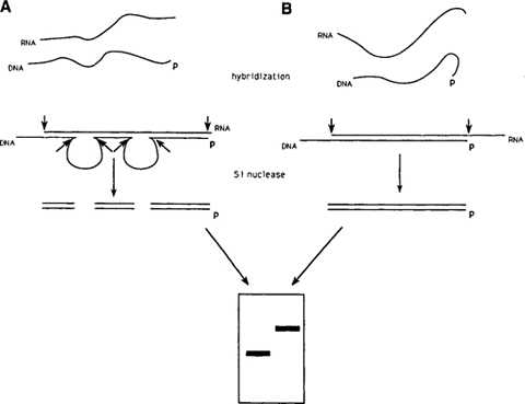 S1 Mapping Using Single-Stranded DNA Probes | SpringerLink