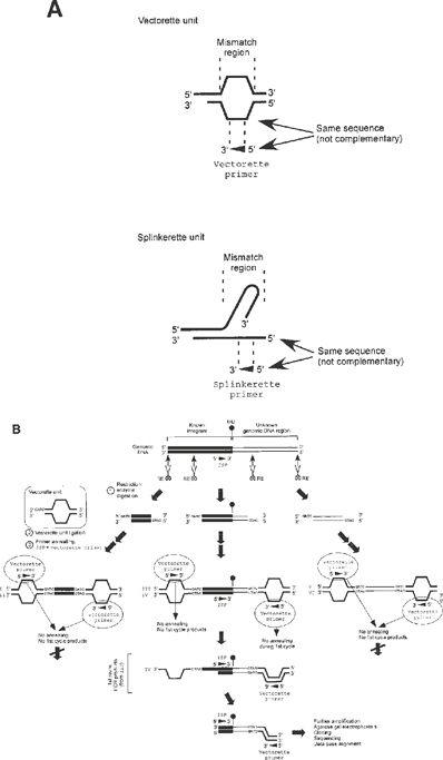 PCR-Based Strategies to Clone Unknown DNA Regions from Known Foreign ...