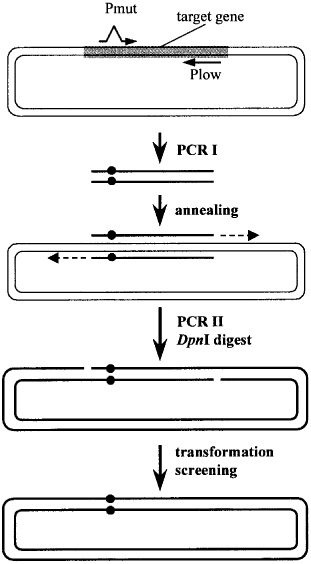 Site-Directed Mutagenesis by Polymerase Chain Reaction | SpringerLink