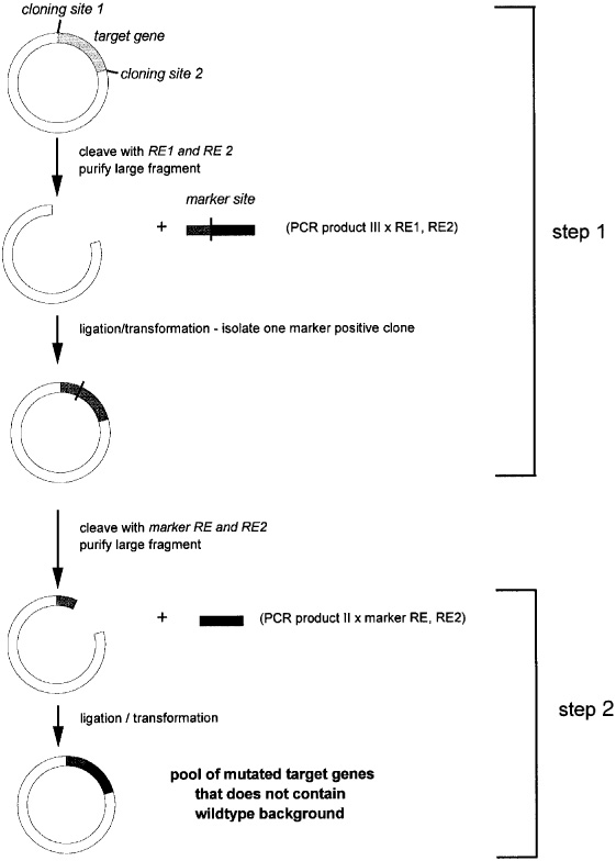 Site-Directed Mutagenesis by Polymerase Chain Reaction | SpringerLink