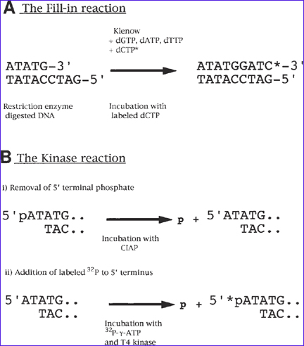 End-Labeling of DNA Probes | SpringerLink
