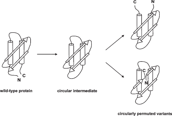 Circular Permutation of the Green Fluorescent Protein | SpringerLink