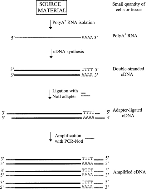 RT-PCR in cDNA Library Construction | SpringerLink